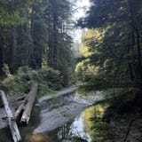 Rockefeller Loop Trail, California - 715 Reviews, Map | AllTrails