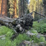 Big Trees Trail, California - 1,695 Reviews, Map | AllTrails