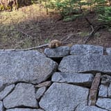 Muir Grove Trail, California - 399 Reviews, Map | AllTrails