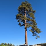 Muir Grove Trail, California - 399 Reviews, Map | AllTrails