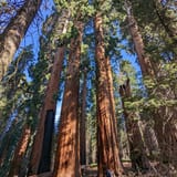 Muir Grove Trail, California - 399 Reviews, Map | AllTrails
