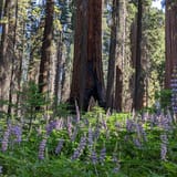 Muir Grove Trail, California - 399 Reviews, Map | AllTrails