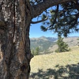 Pines to Peaks Loop, Colorado - 546 Reviews, Map | AllTrails