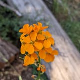 Muir Grove Trail, California - 399 Reviews, Map | AllTrails