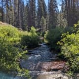 Muir Grove Trail, California - 373 Reviews, Map | AllTrails