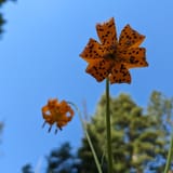 Muir Grove Trail, California - 399 Reviews, Map | AllTrails