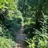 Stringers Ridge via Blue Trail, Tennessee - 2,032 Reviews, Map | AllTrails