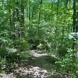 Stringers Ridge via Blue Trail, Tennessee - 1,990 Reviews, Map | AllTrails