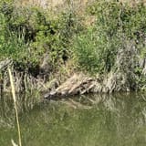 Link River Trail, Oregon - 559 Reviews, Map | AllTrails
