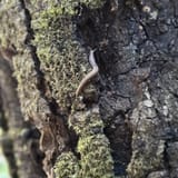 Bootjack Loop, California - 2,014 Reviews, Map | AllTrails