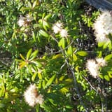 Pygmy Forest Discovery Trail, California - 116 Reviews, Map | AllTrails