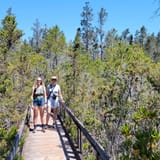 Pygmy Forest Discovery Trail, California - 116 Reviews, Map | AllTrails