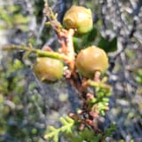 Pygmy Forest Discovery Trail, California - 116 Reviews, Map | AllTrails