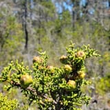 Pygmy Forest Discovery Trail, California - 116 Reviews, Map | AllTrails