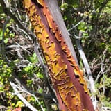 Pygmy Forest Discovery Trail, California - 116 Reviews, Map | AllTrails