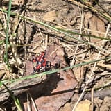 Elk Run, Virginia - 354 Reviews, Map | AllTrails