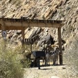 Borrego Palm Canyon, California - 3,111 Reviews, Map | AllTrails