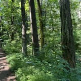 Washington Park Loop, Oregon - 1,763 Reviews, Map | AllTrails