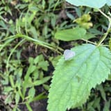 Rocks and Roots South Loop, Ohio - 1,244 Reviews, Map | AllTrails