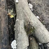 Rocks and Roots South Loop, Ohio - 1,244 Reviews, Map | AllTrails