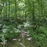 Rocks and Roots South Loop, Ohio - 1,244 Reviews, Map | AllTrails