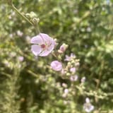 Inspiration Point Loop, California - 5,048 Reviews, Map | AllTrails