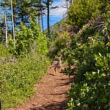 Apgar Lookout, Montana - 1,977 Reviews, Map | AllTrails