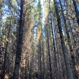 Bottle Lake Forest Blue Track, Canterbury, New Zealand - 288 Reviews ...