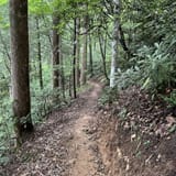 Hickory Branch Trail, North Carolina - 300 Reviews, Map | AllTrails
