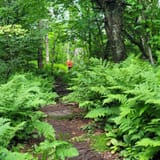 Wheeler Mountain Trail, Vermont - 408 Reviews, Map | AllTrails