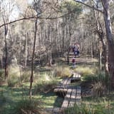 Burchell Trail: Friday's to Old Mill Campground, Victoria, Australia ...