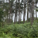 Old Pale Hill and Delamere Forest, Cheshire, England - 1,041 Reviews ...