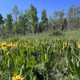 Thomas Lakes Trail, Colorado - 1,554 Reviews, Map | AllTrails