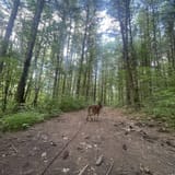 Frick Park Tour Loop Trail, Pennsylvania - 1,313 Reviews, Map | AllTrails
