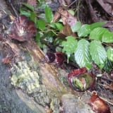 Lata Gapi Waterfall, Selangor, Malaysia - 262 Reviews, Map | AllTrails