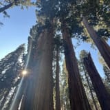 Muir Grove Trail, California - 376 Reviews, Map | AllTrails
