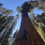 Muir Grove Trail, California - 399 Reviews, Map | AllTrails