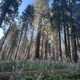 Muir Grove Trail, California - 399 Reviews, Map | AllTrails