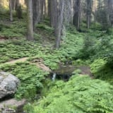 Muir Grove Trail, California - 390 Reviews, Map | AllTrails