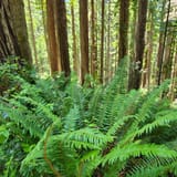 Berry Glen and Lady Bird Grove Trail , California - 564 Reviews, Map ...