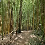 Wilderness Park Bamboo Loop, Alabama - 86 Reviews, Map | AllTrails