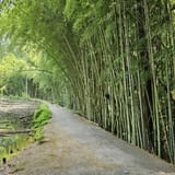 Wilderness Park Bamboo Loop, Alabama - 86 Reviews, Map | AllTrails