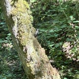 Puyallup Loop Trail, Washington - 1,287 Reviews, Map | AllTrails