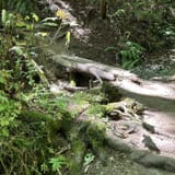 Puyallup Loop Trail, Washington - 1,414 Reviews, Map | AllTrails