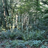 Puyallup Loop Trail, Washington - 1,414 Reviews, Map | AllTrails