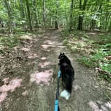 Aman Park Loop, Michigan - 1,677 Reviews, Map | AllTrails