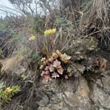 Slacker Hill via Morning Sun, Alta, SCA and Slacker Ridge, California ...