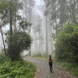 Mount Sutro Loop, California - 2,534 Reviews, Map | AllTrails