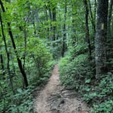 Bartram Trail: Wallace Branch to William's Pulpit, North Carolina ...