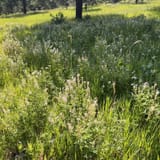 Colorow Mountain Forest and Meadow Loop Trail, Colorado - 595 Reviews ...